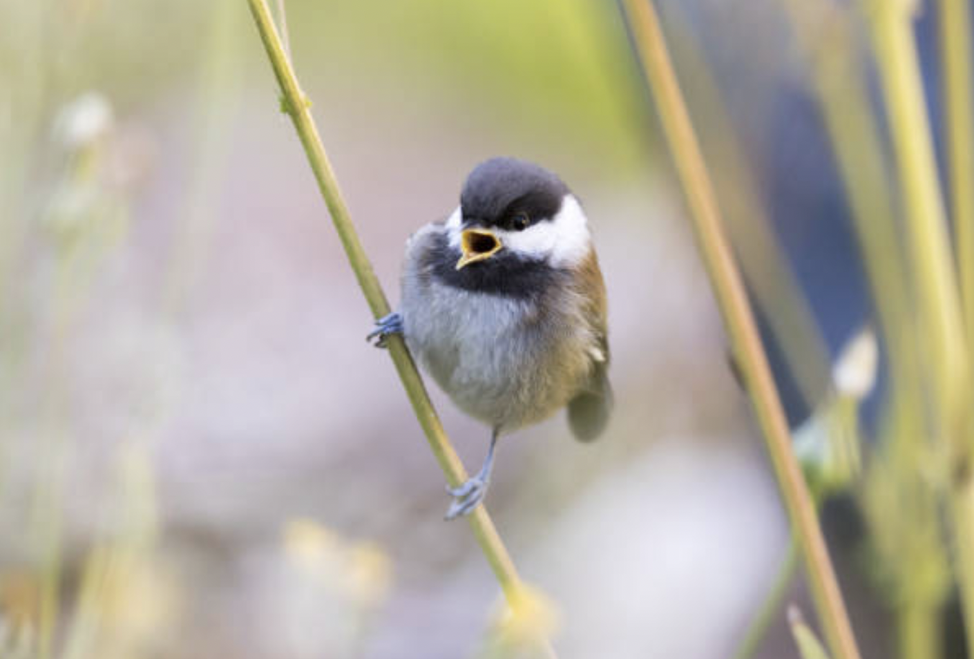 Wake Up, You Lazy Skin Sack. I’m a Songbird and It’s 4 A.M. - McSweeney ...