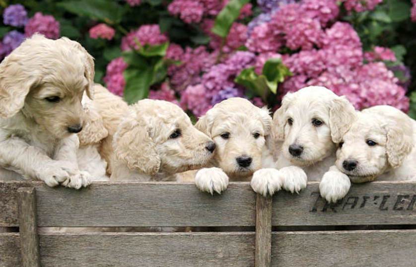 Sorry Kid, But the Amount of Cute Animal Posts I’ve Mainlined Has ...