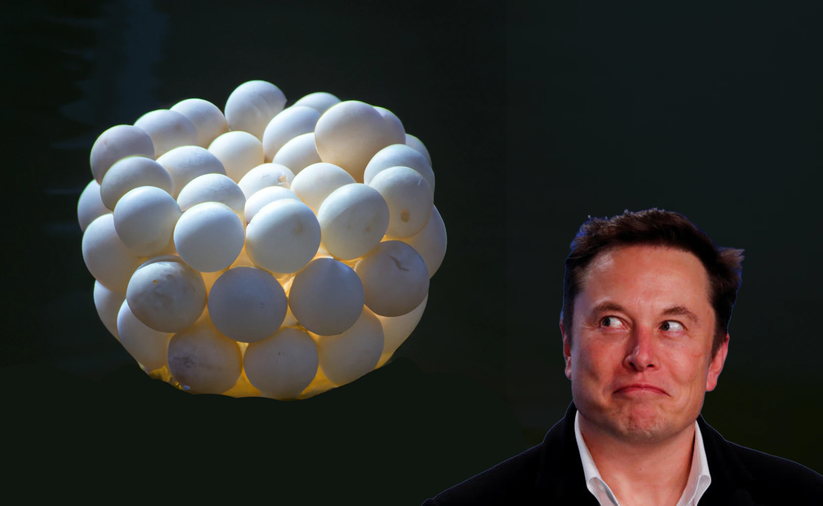 What to Do with Your Twitter Account Now That Elon Musk Has Given ...