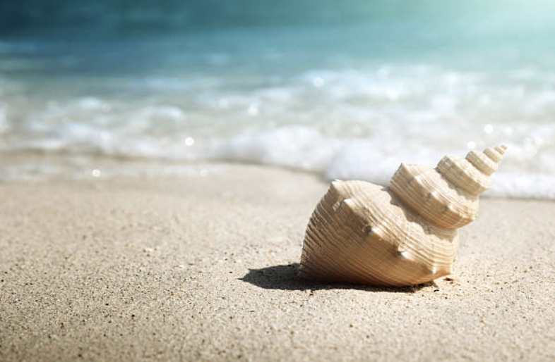 Sally Sells Seashells By the Seashore Because the Government Is Shut ...