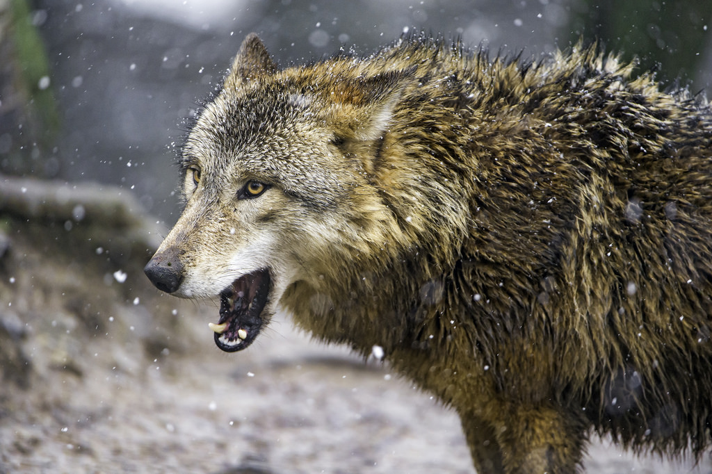 Yes, The Rabid Wolves in Our National Park Keep Mauling Hikers, But the ...