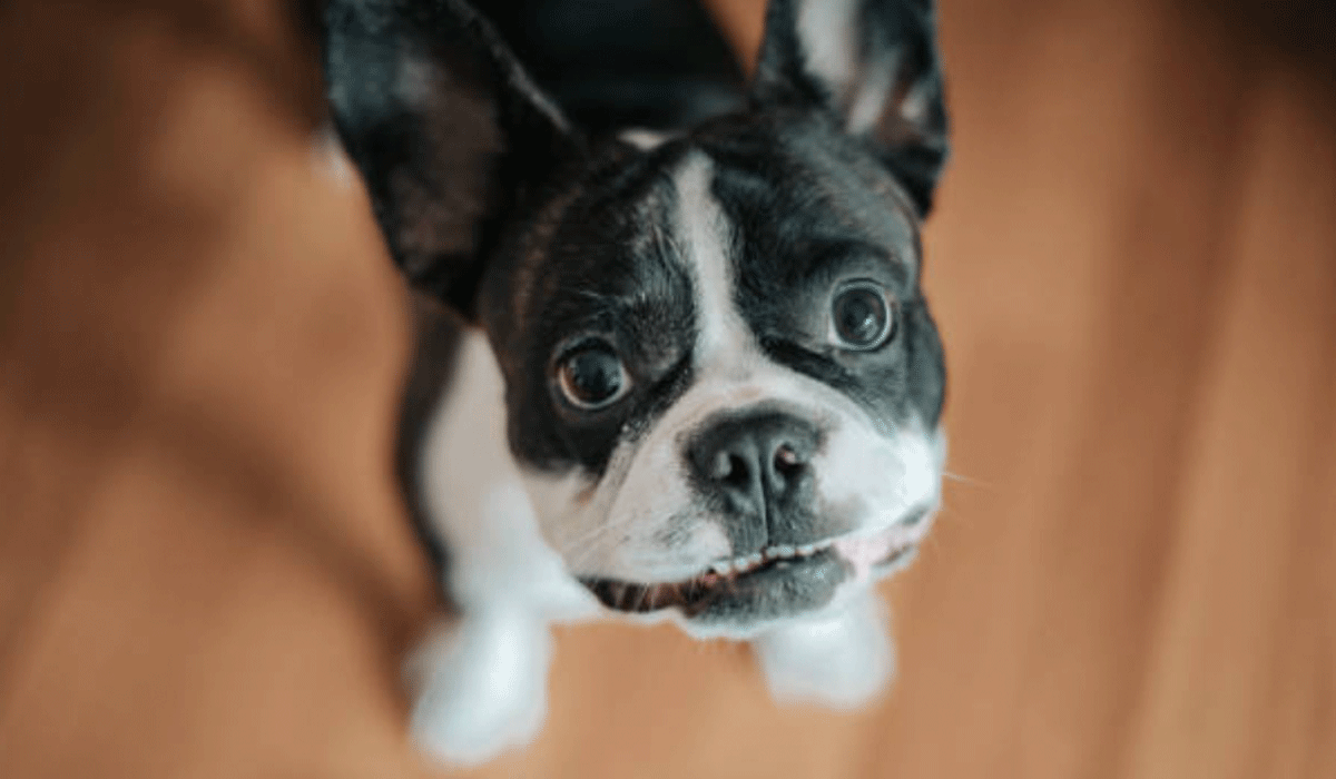 I Am a Dog. I Am About to Puke. Where Is the Good Rug? - McSweeney’s ...