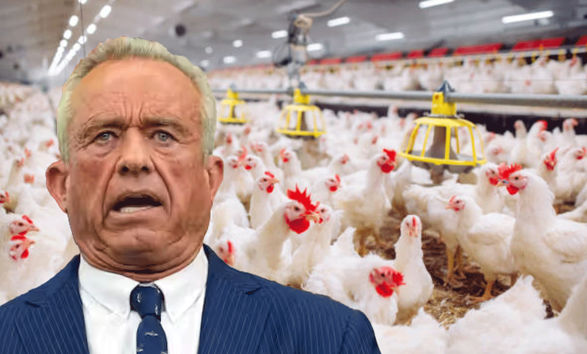 RFK Jr.’s Plans for Stopping the Bird Flu - McSweeney’s Internet Tendency