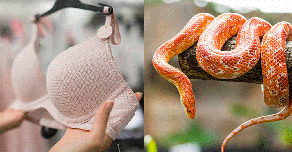 Signs Your Bra May Be the Wrong Size Or a Snake - McSweeney’s Internet ...