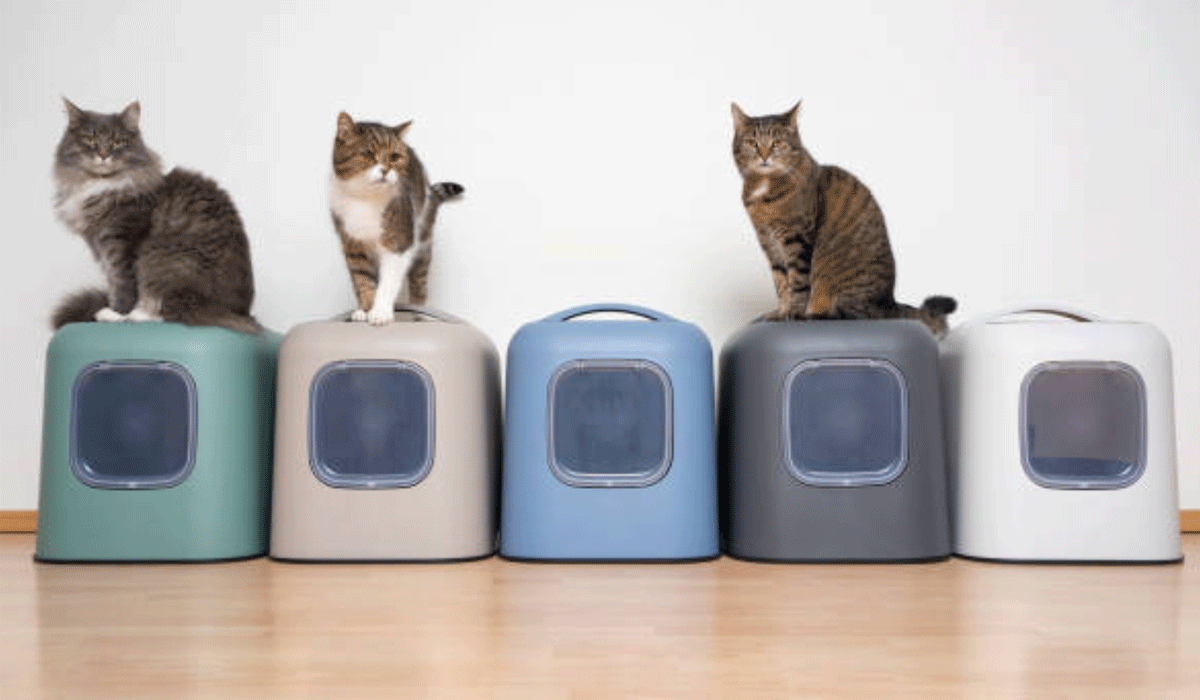 Chronicles of a Catsitter: King Fluff, Ding Dong, Pilaf, and Freddy ...